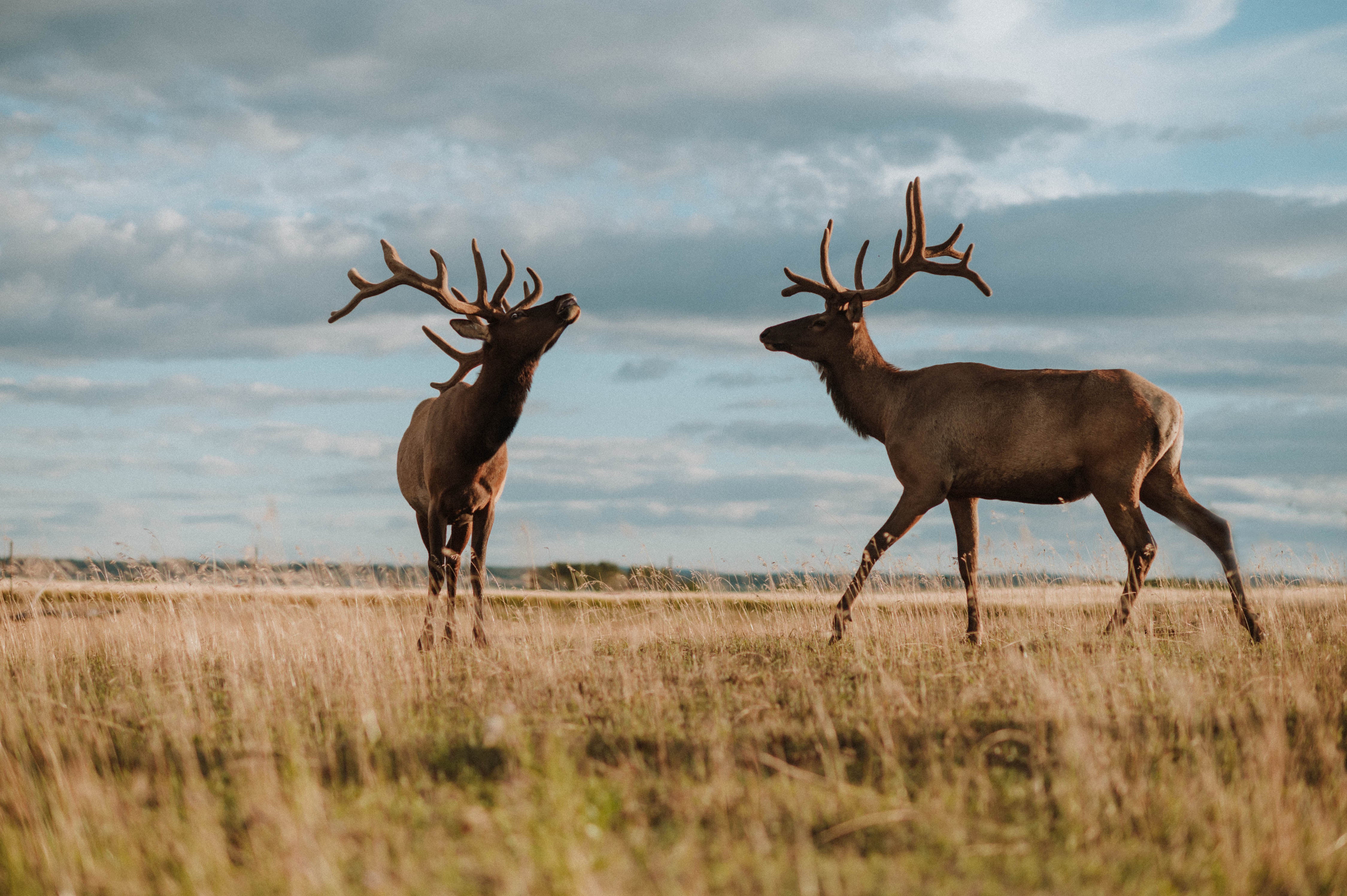 Elk Velvet Antler – Zevalution